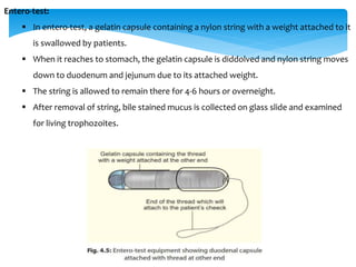 Giardia lamblia | PPTX