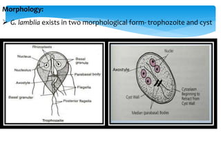 Giardia Lamblia Cyst Diagram