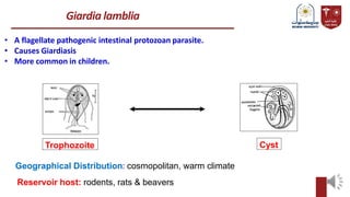 Giardia lamblia.pptx
