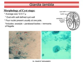 protozoa presentation giardia lamblia.ppt