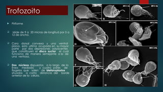 GIARDIA LAMBLIA - parasitologia y enfermedades I.pptx