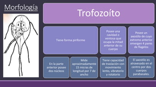 Giardia lamblia └giardiasis | PPTX