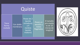 Giardia lamblia └giardiasis | PPTX