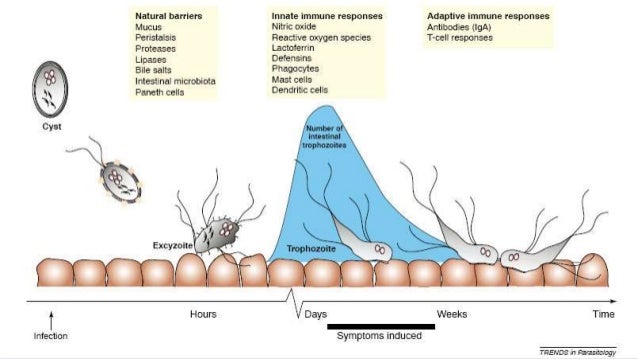 PARASITOLOGÍA: MECANISMO DE ACCIÓN PATÓGENA DE Giardia lamblia