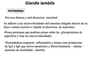 Giardia lamblia ii periodo 2012 (i parcial) | PPT