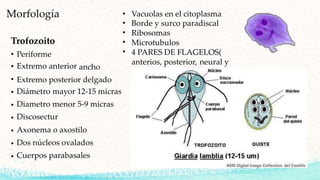 GIARDIA LAMBLIA LUZVELIA.pptx