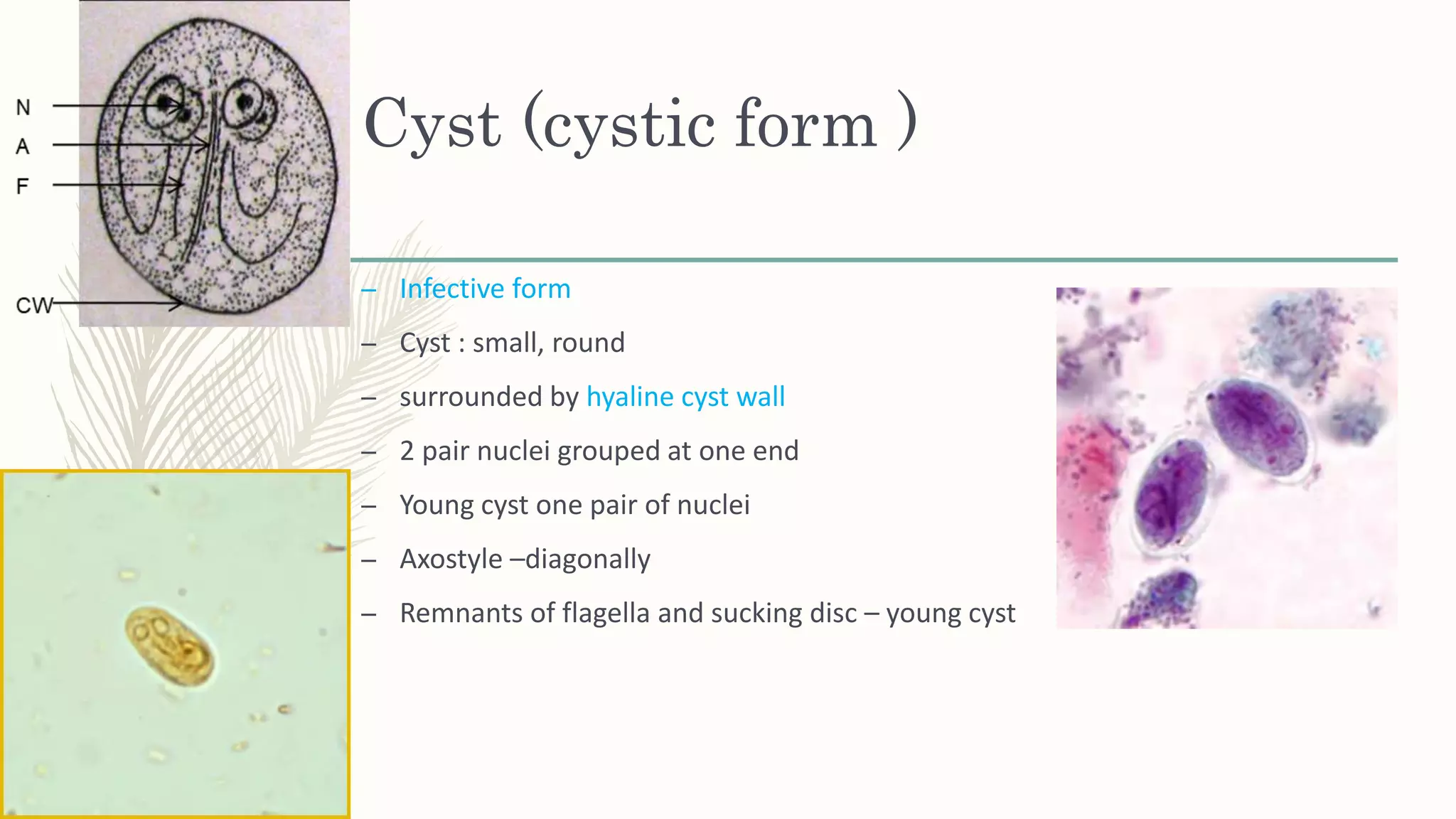 PARASITEOLOGY :Giardia lamblia | PPTX