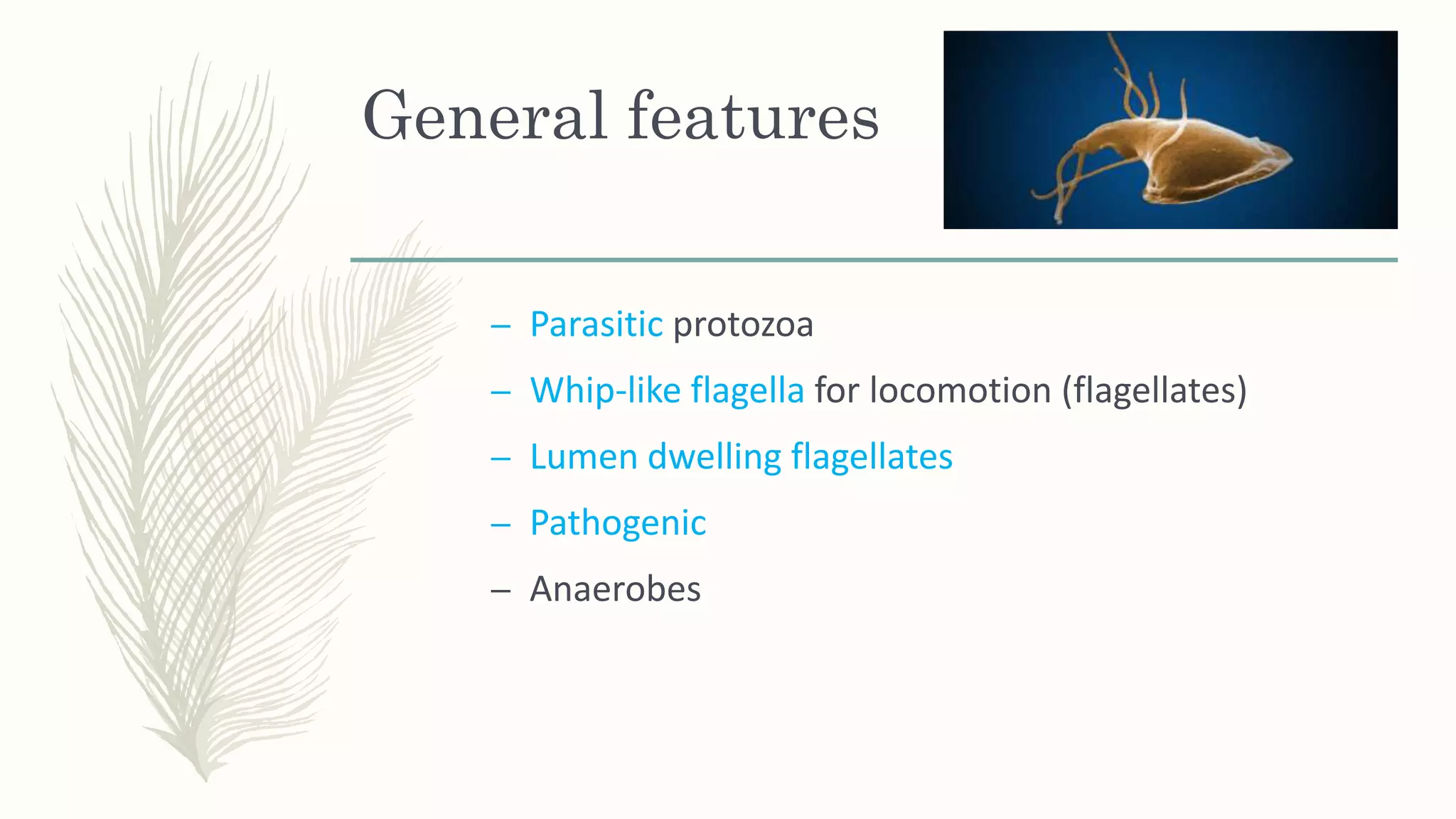 PARASITEOLOGY :Giardia lamblia | PPTX