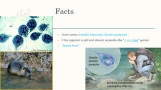 PARASITEOLOGY :Giardia lamblia | PPTX