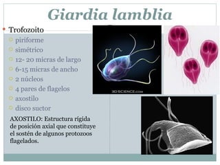 Giardiasis | PPT