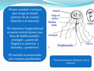 Giardiasis | PPTX