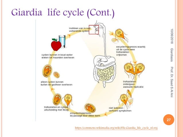 Giardiasis | PPTX | Digestive Disorders | Diseases and Conditions