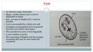 Giardiasis | PDF