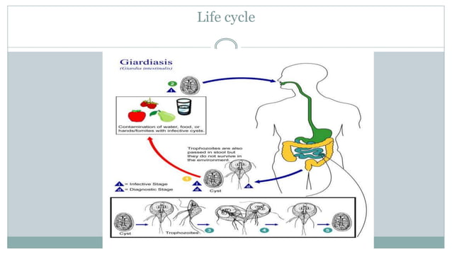 Giardiasis | PDF | Biological Sciences | Science
