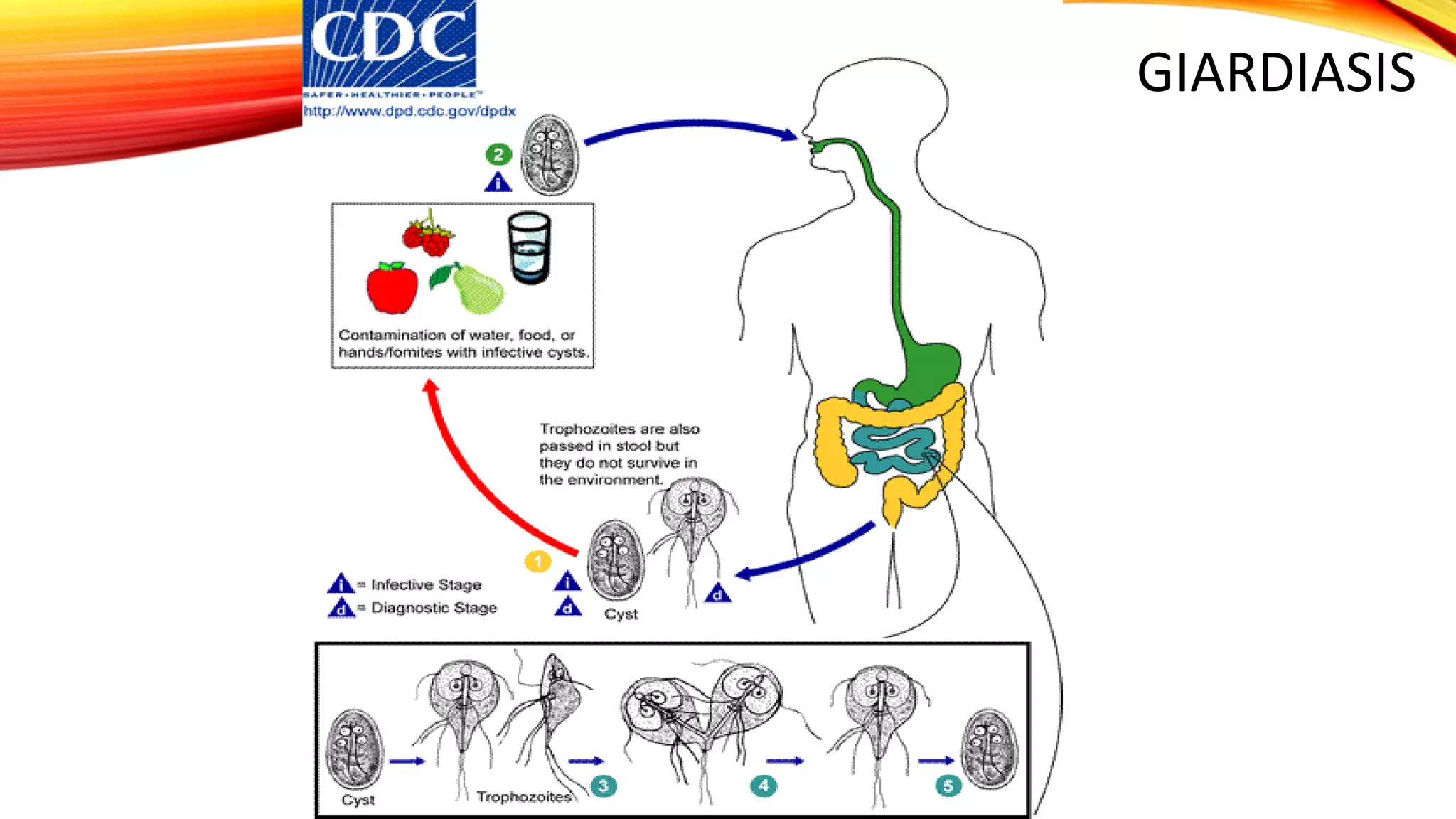 Giardiasis.pptx