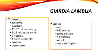 Giardiasis.pptx