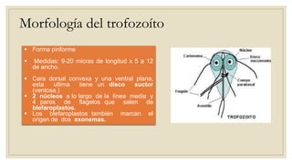 Giardiasis y amibiasis | PPTX