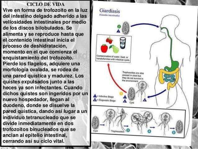 GIARDIA LAMBIA