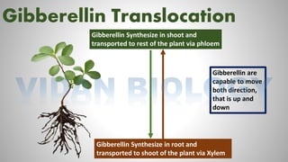 Gibberellic Acid or Gibberellin Hormones | PDF