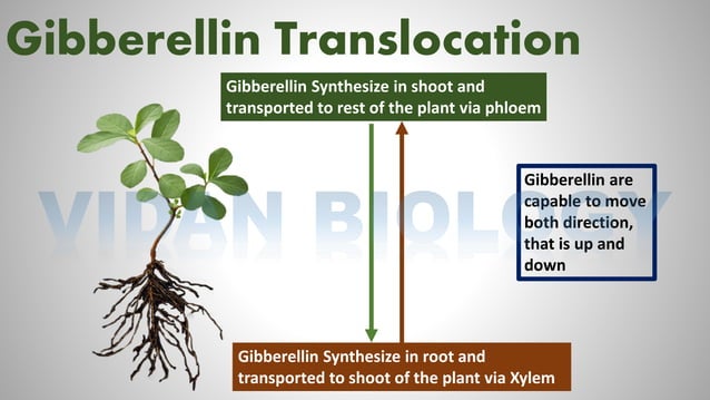 Gibberellic Acid or Gibberellin Hormones | PDF | Gardening | Home & Garden