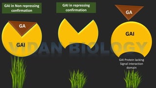 Gibberellic Acid or Gibberellin Hormones | PDF | Gardening | Home & Garden