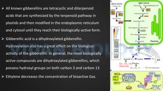 Gibberellic Acid or Gibberellin Hormones | PDF | Gardening | Home & Garden