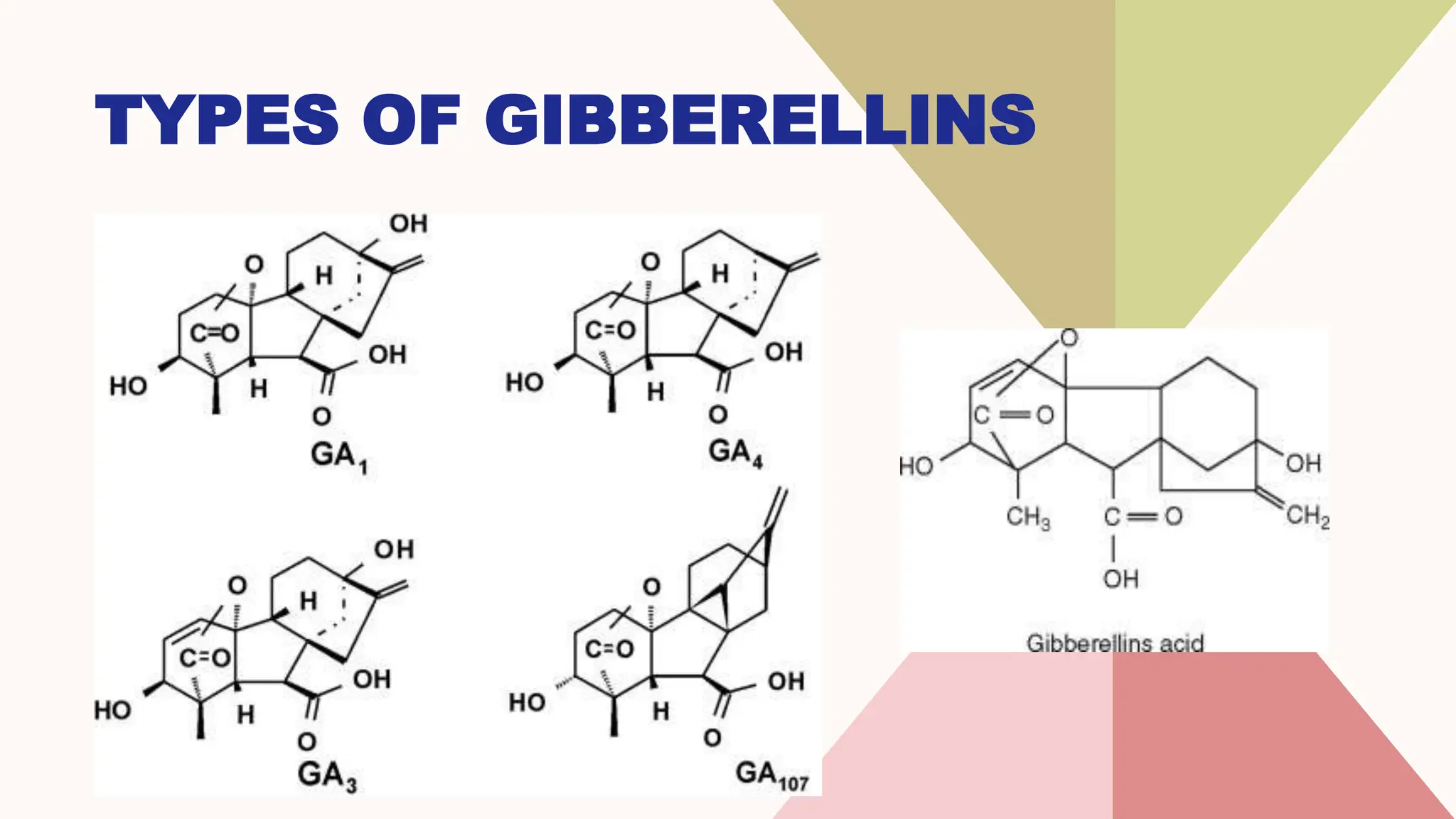 GIBBERELLIN (discovery,types,functions,uses) BY RASHMI S.pptx