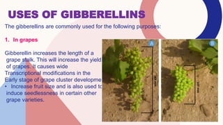 GIBBERELLIN (discovery,types,functions,uses) BY RASHMI S.pptx