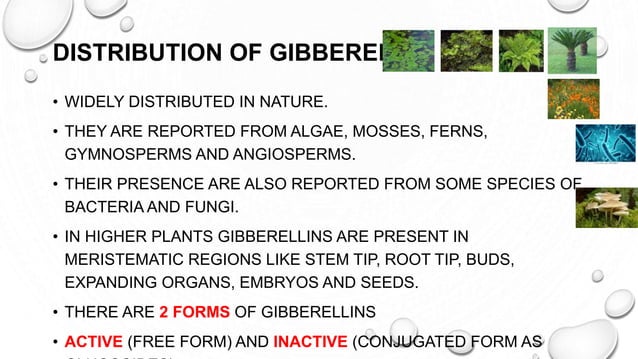 Gibberellins | PPTX