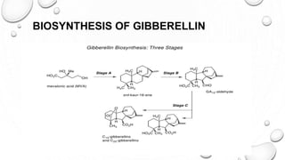Gibberellins | PPTX