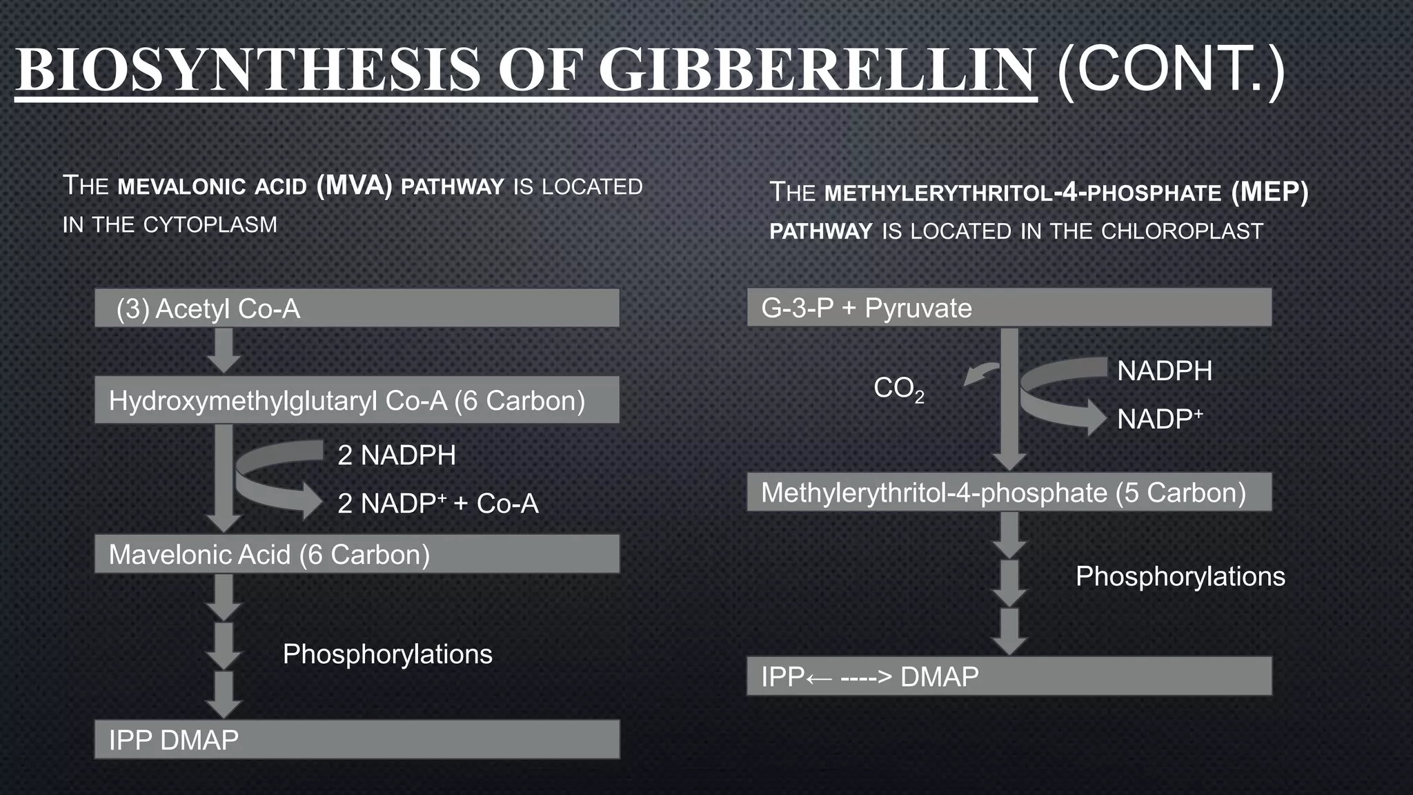 Gibberellins: Discovery, Biosynthesis, Function and Regulation | PPTX