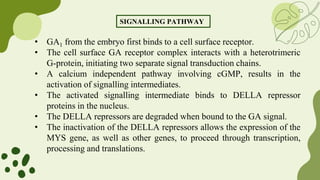 gibberellic acis-biosynthesis and mechanism of action | PPTX