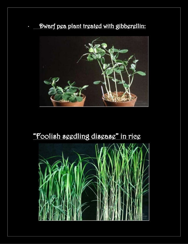 Gibberlins: The regulators of plant height.