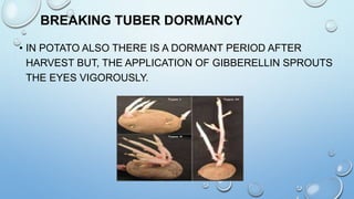 Gibbrellin | PPTX