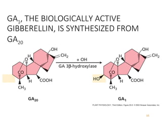 gibberellin plant hormones, signaling, biosynthesis | PPT