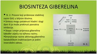 Giberelini prezentacija | PPTX