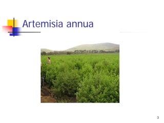 Artemisinin production | PDF