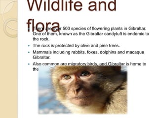 Gibraltar | PPTX