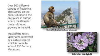 Gibraltar | PPT | Free Download