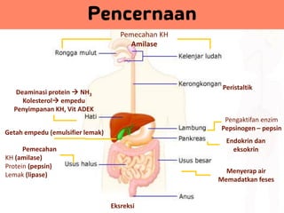 GIDAS_Pengolahan makanan di dalam tubuh_PWH131119.pdf