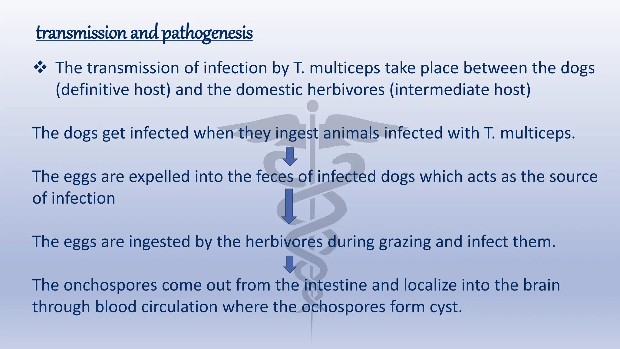 Gid disease in goat and surgical correction.pptx