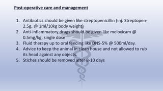 Gid disease in goat and surgical correction.pptx