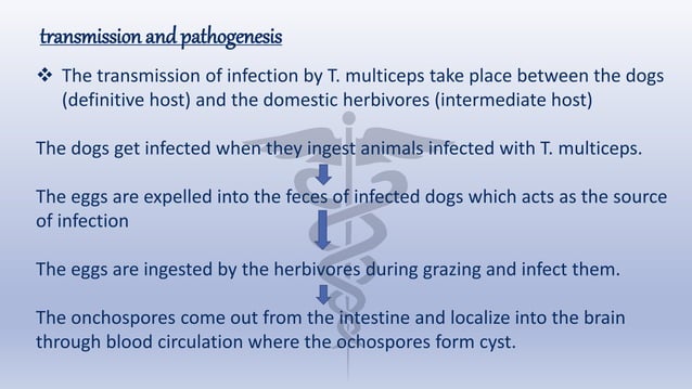 Gid disease in goat and surgical correction.pptx | Veterinary Medicine ...