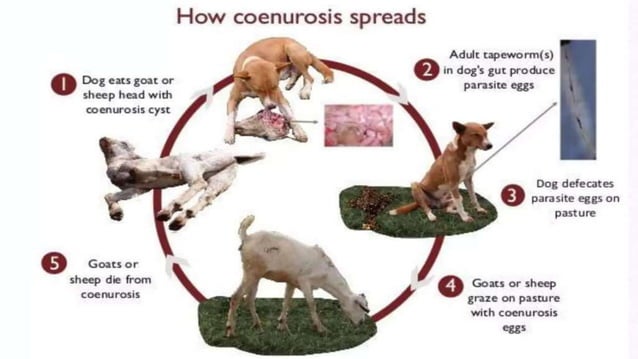 Gid disease in goat and surgical correction.pptx | Veterinary Medicine ...