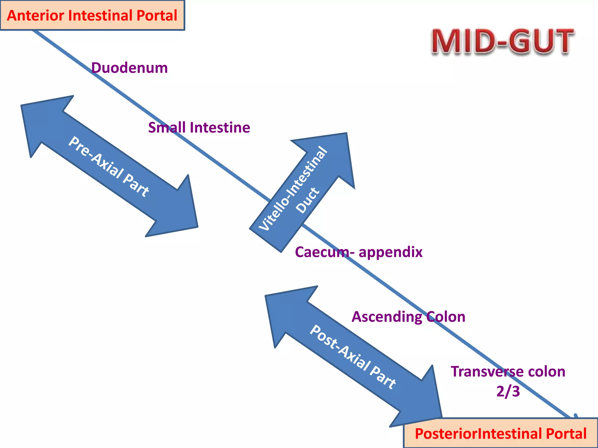 GI development embryology & Concept of Peritoneum | PPTX