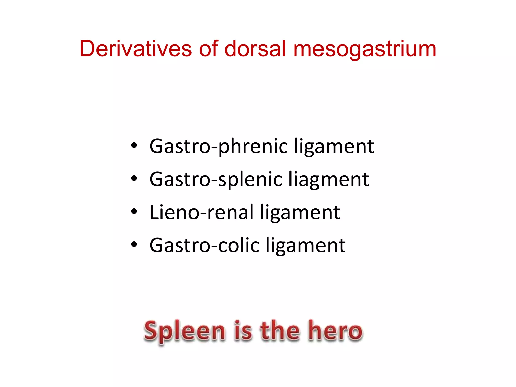 GI development embryology & Concept of Peritoneum | PPTX