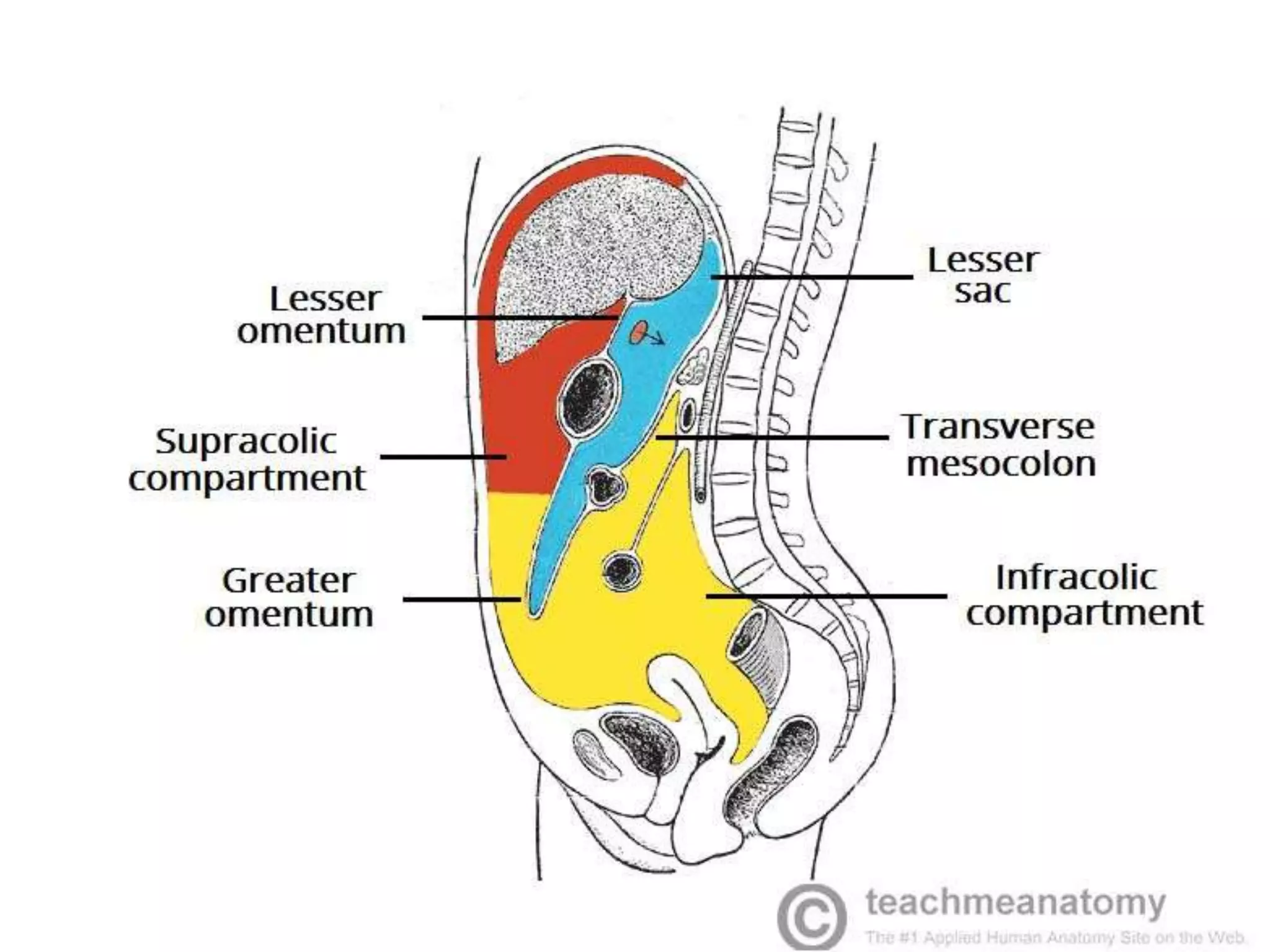 GI development embryology & Concept of Peritoneum | PPTX