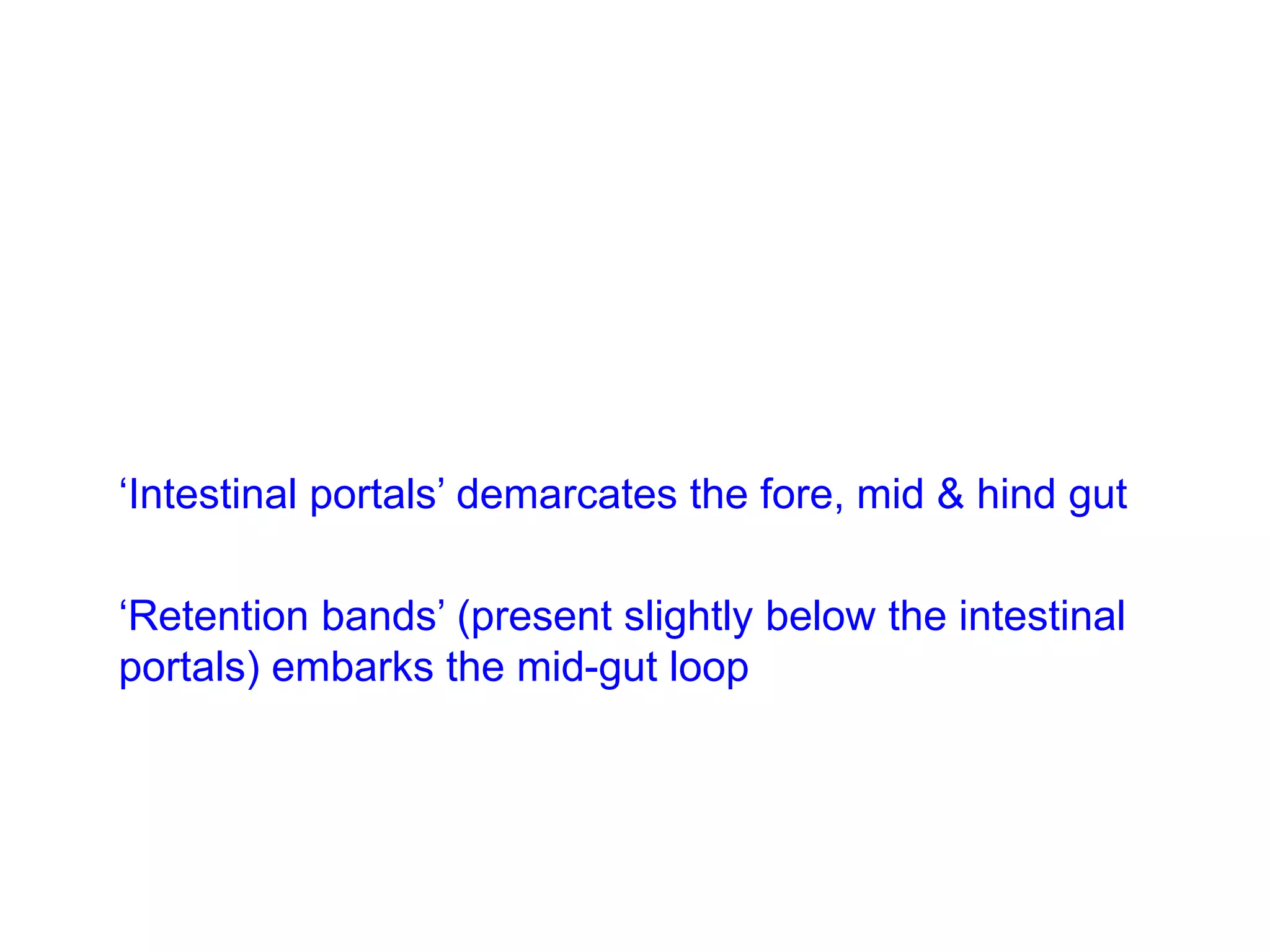 GI development embryology & Concept of Peritoneum | PPTX