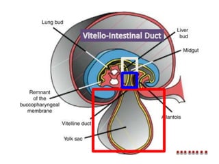 GI development embryology & Concept of Peritoneum | PPTX