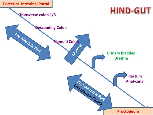 GI development embryology & Concept of Peritoneum | PPTX | Digestive ...